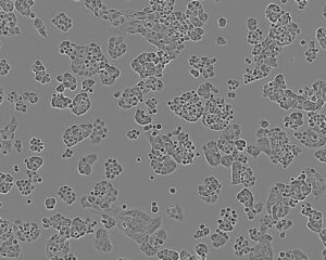A2780 Cell Line | CancerTools