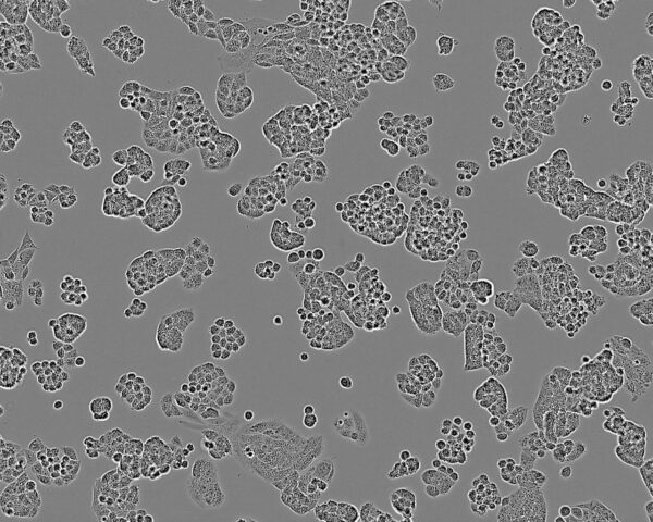 A2780 Cell Line | CancerTools