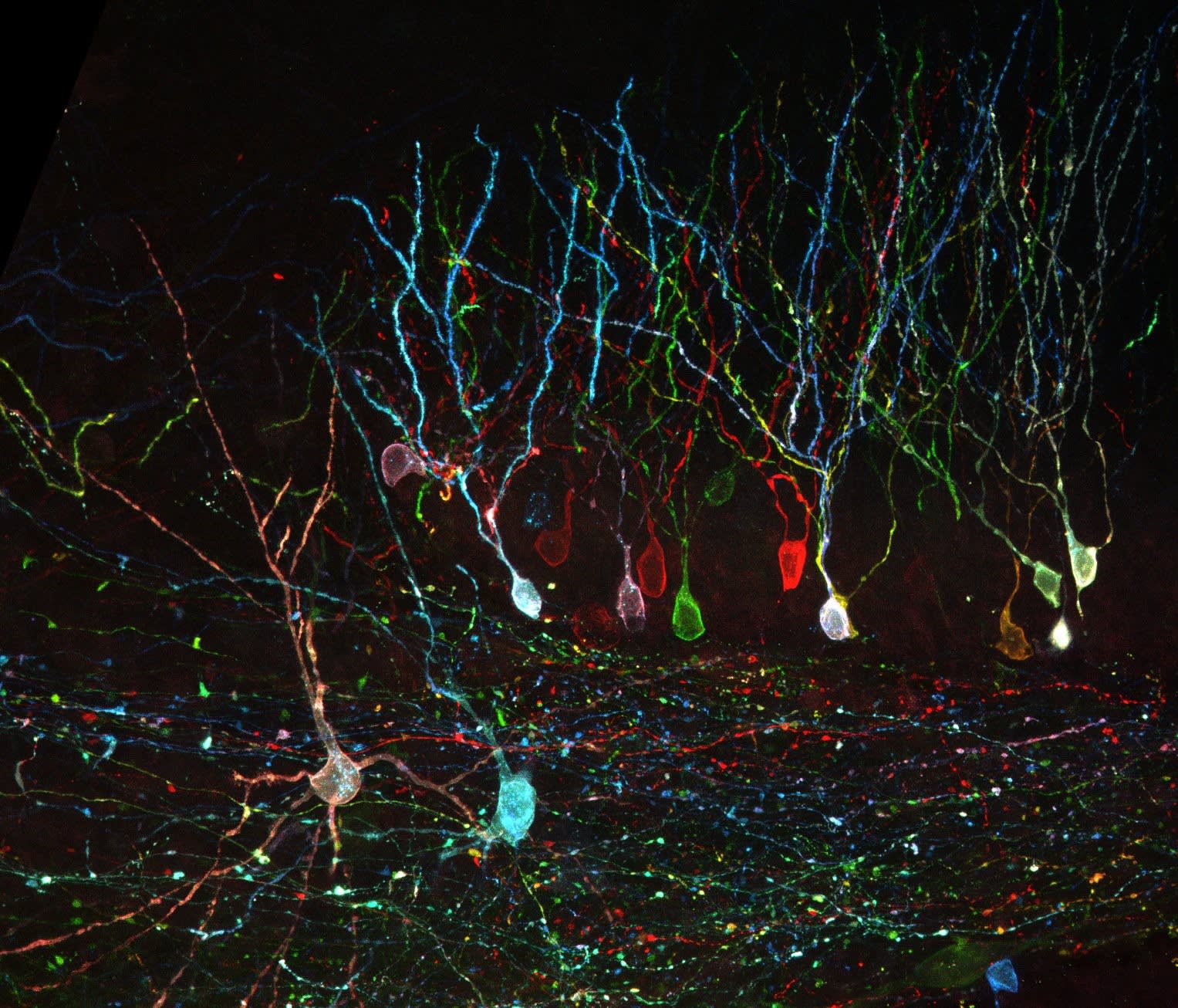 Brainbow antibodies Dawen Cai | CancerTools