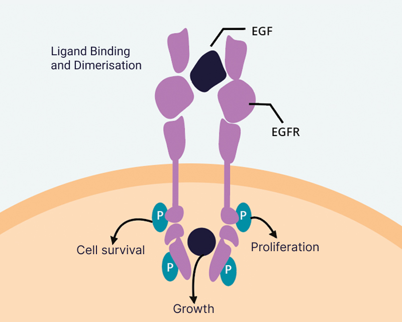 Lung cancer | CancerTools.org