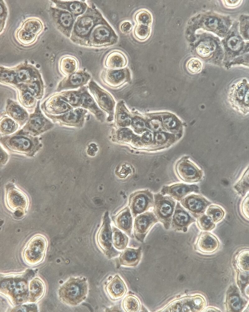 HT-29 Cell Line | CancerTools.org