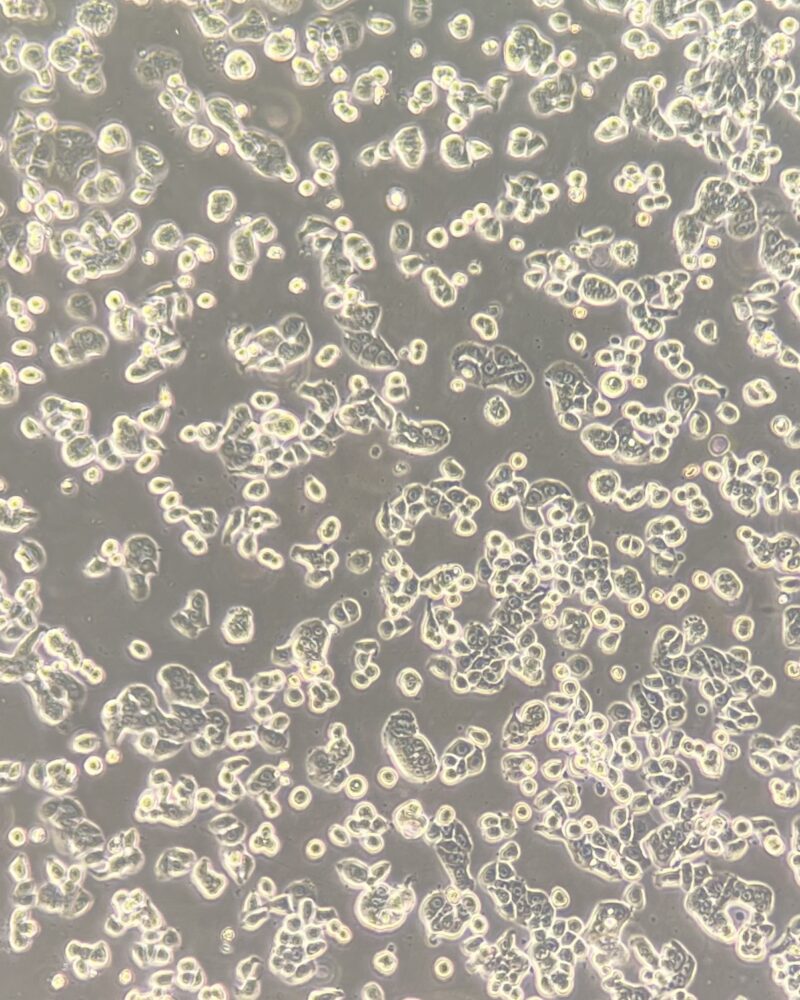HT-29 Cell Line | CancerTools.org