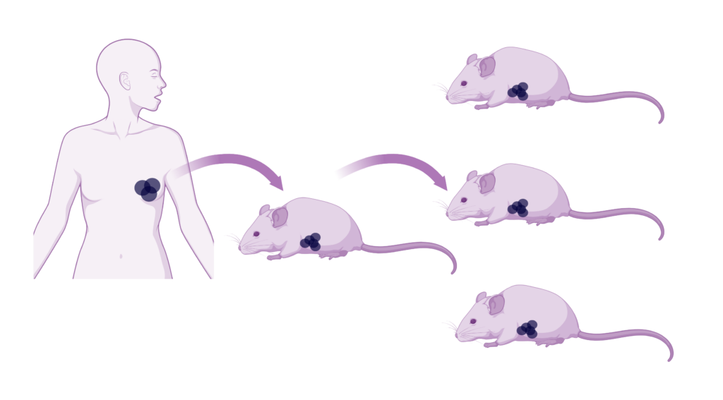 PDX models | CancerTools.org