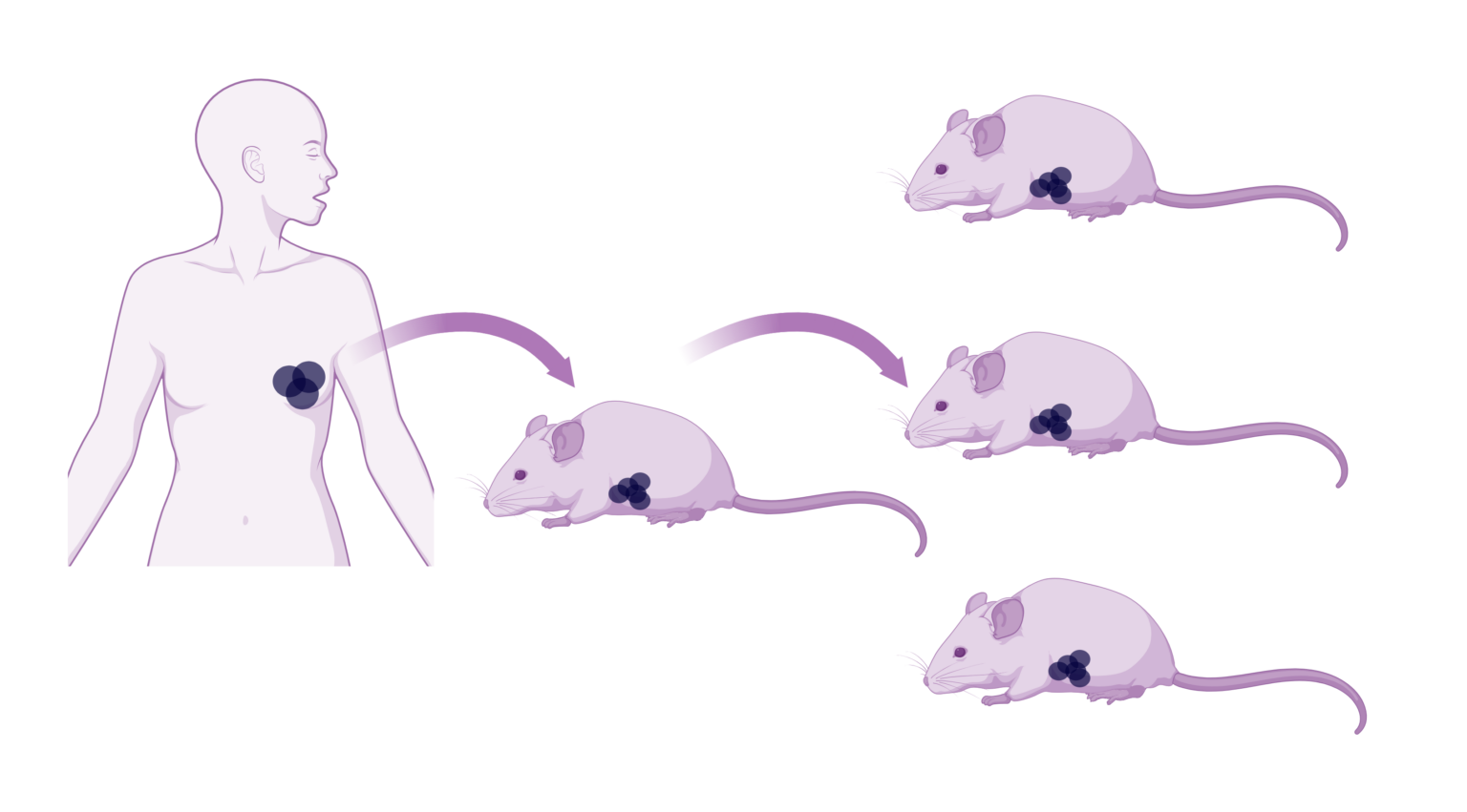 PDX models | CancerTools.org