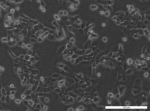 PEO1 Cell Line | CancerTools.org