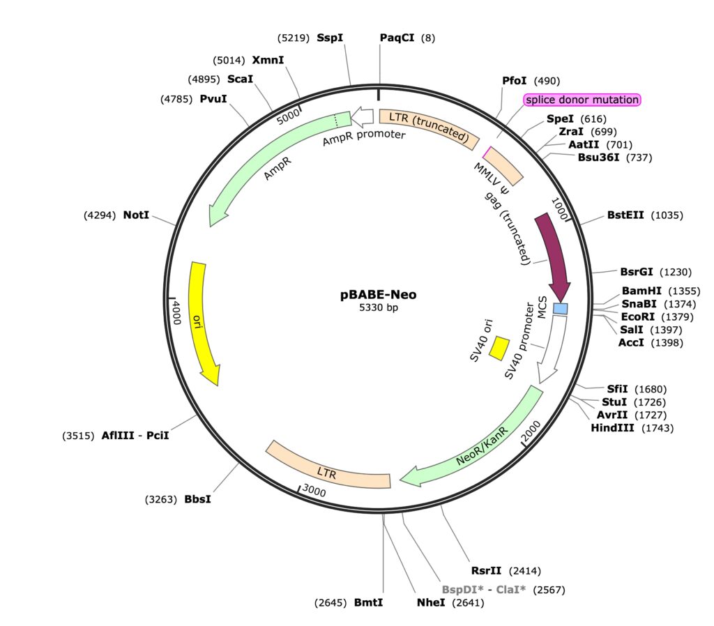 Vectors for use in cancer research | CancerTools.org